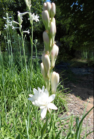 Tennessee Tuberoses