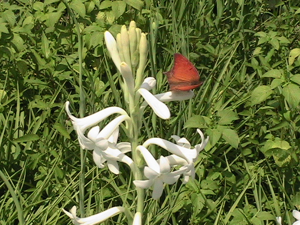 Tennessee Tuberoses | Tuberose Bulbs For Sale | A Blessing from the Lord